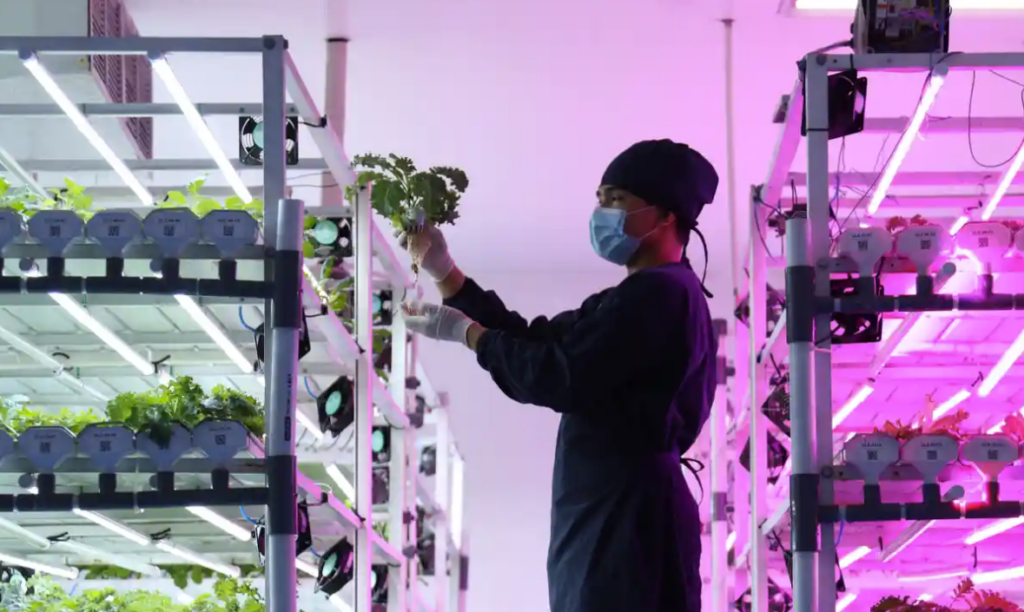The Rise of Vertical Farms: Could Indoor Plant Factories Be The Norm In ...