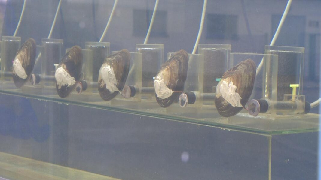 In Poznan, Poland, eight mussels get to decide if people in the city ...